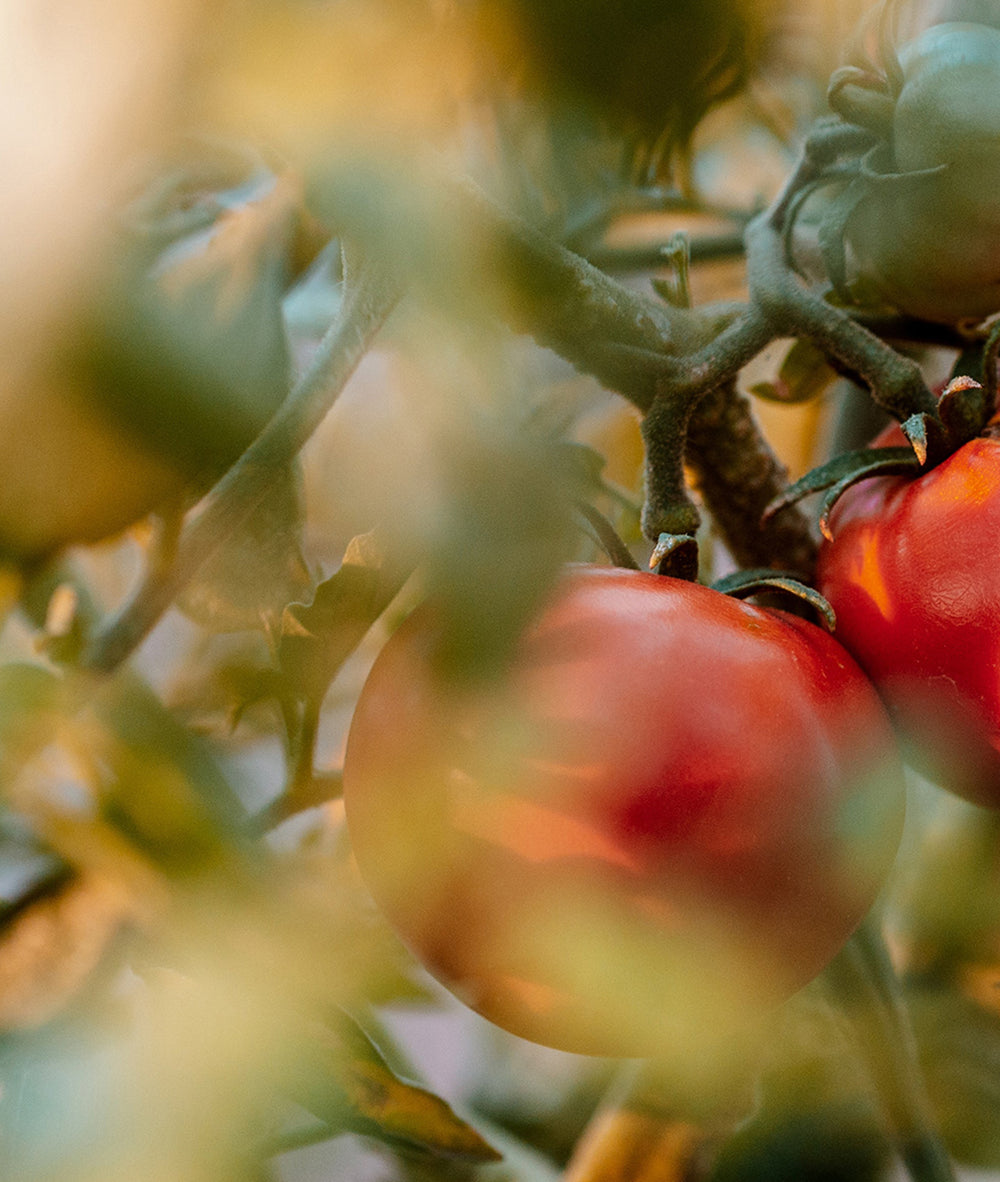 Growing A Tomato: Step By Step Guide
