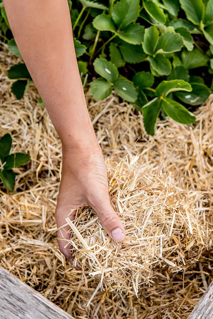 Oya™ Garden Dibber