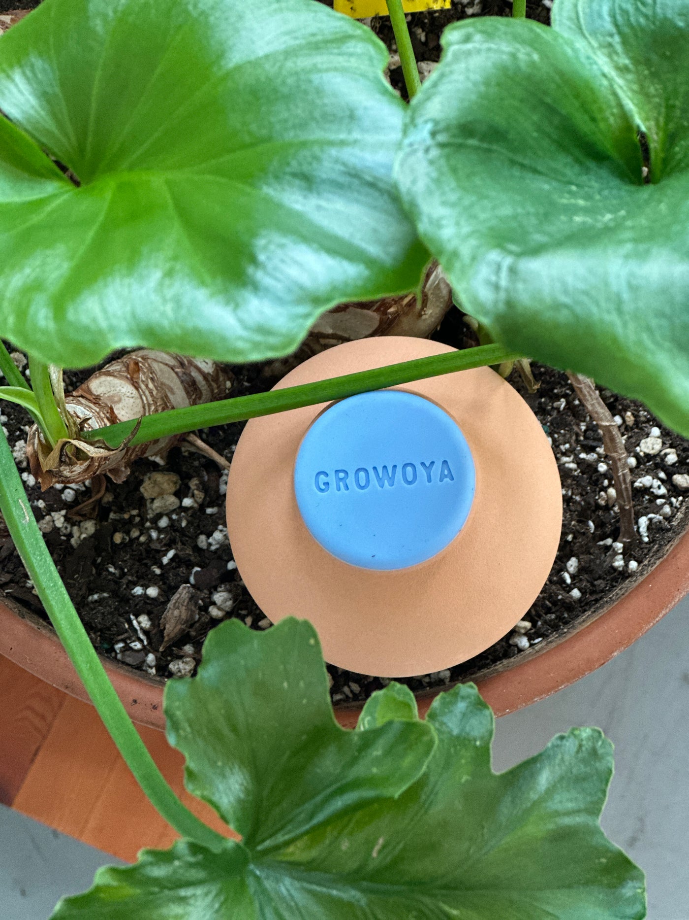 Oya™ Watering Spike