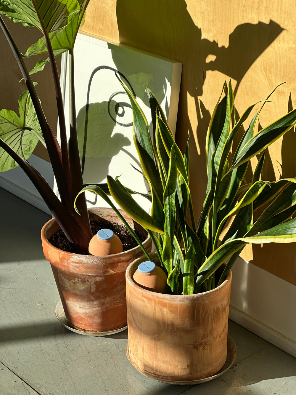 GrowOya - Save time watering your garden