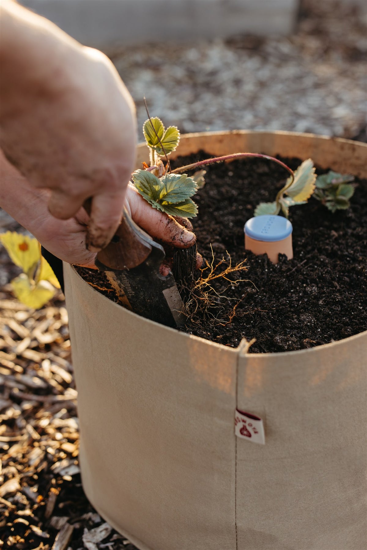 GrowOya - Save time watering your garden