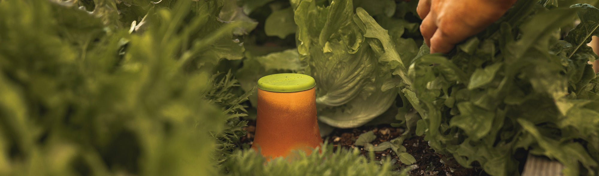 What is an Oya™ Watering Pot?